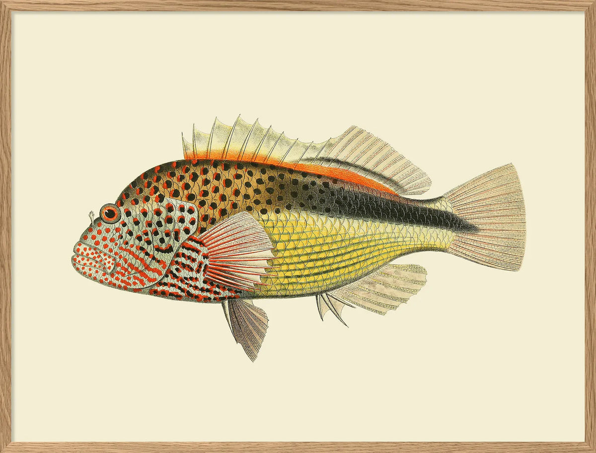 Medium Fish Print - Red Dots – A Broader Picture