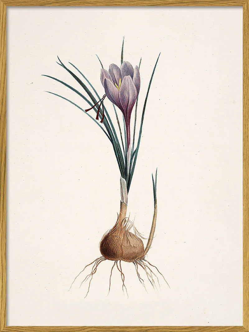 Crocus Sativus – A Broader Picture