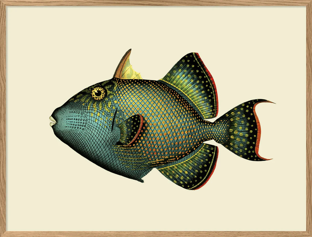 Trigger Fish Print – A Broader Picture
