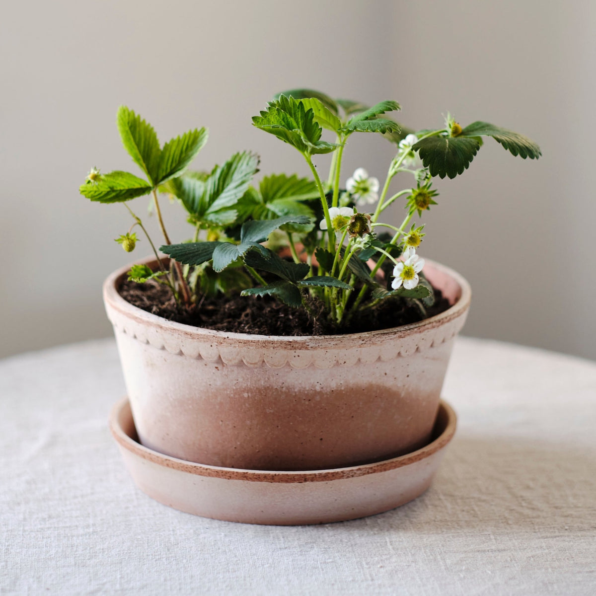 Helena 21cm Low Pot – A Broader Picture