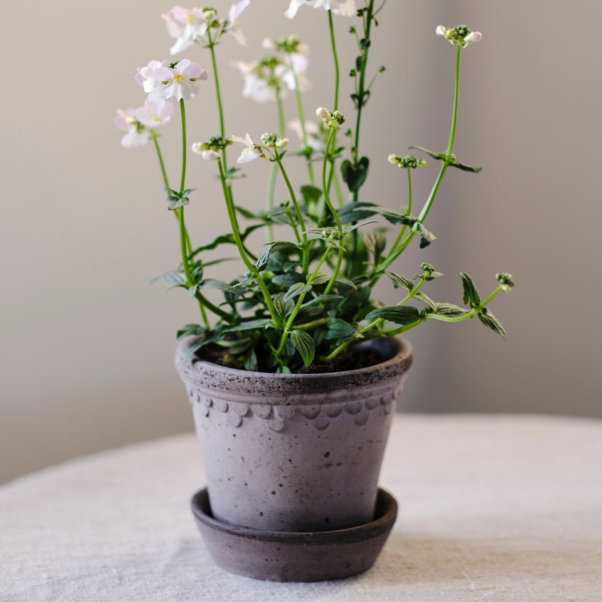 Clay Plant Pot with Saucer - Copenhagen Grey – A Broader Picture