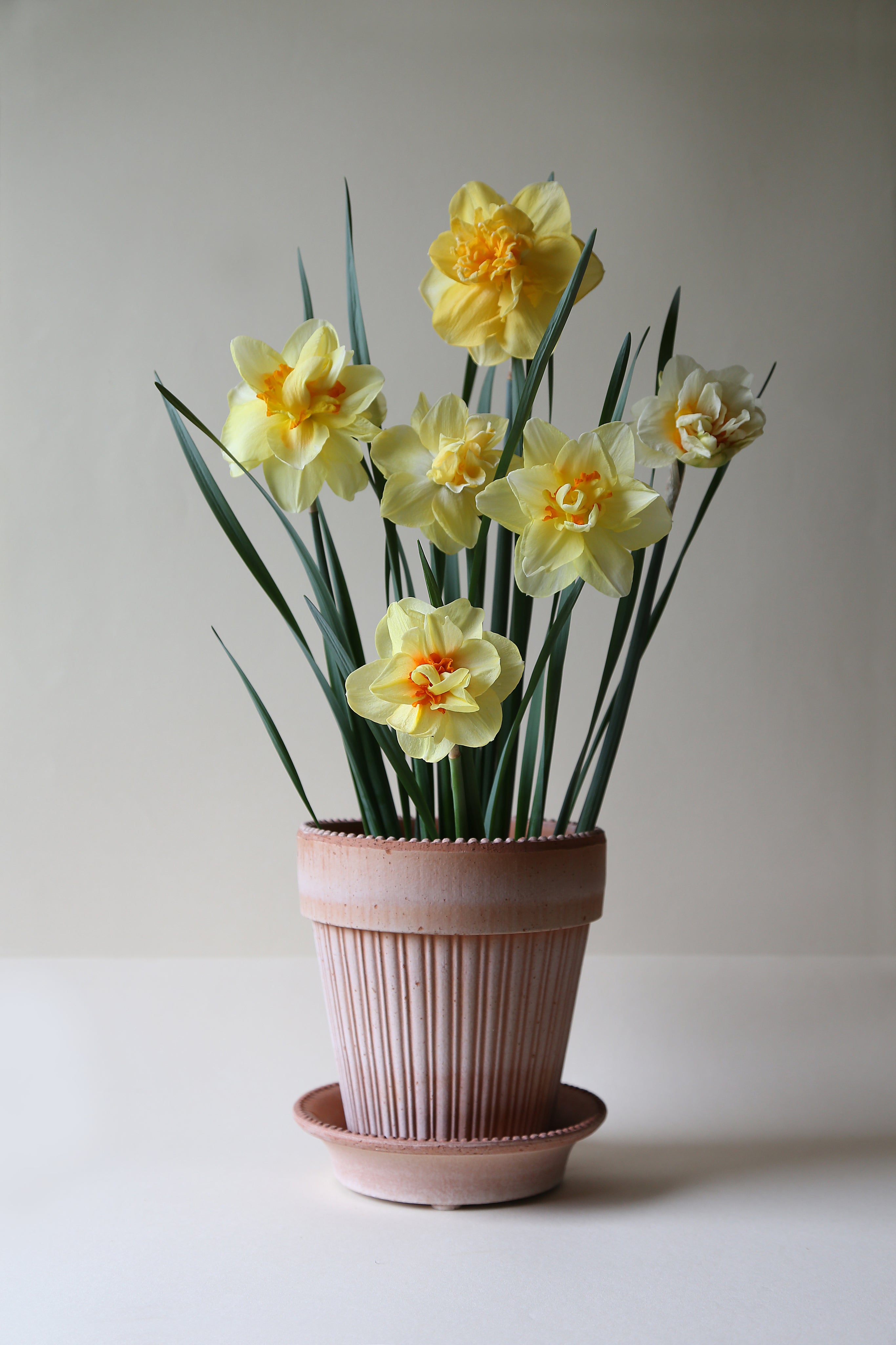 Clay Plant Pot - Simona Rosa – A Broader Picture